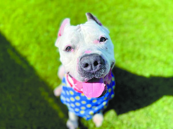 87 os pet of the week 6-24 | News, Sports, Jobs - Maui News